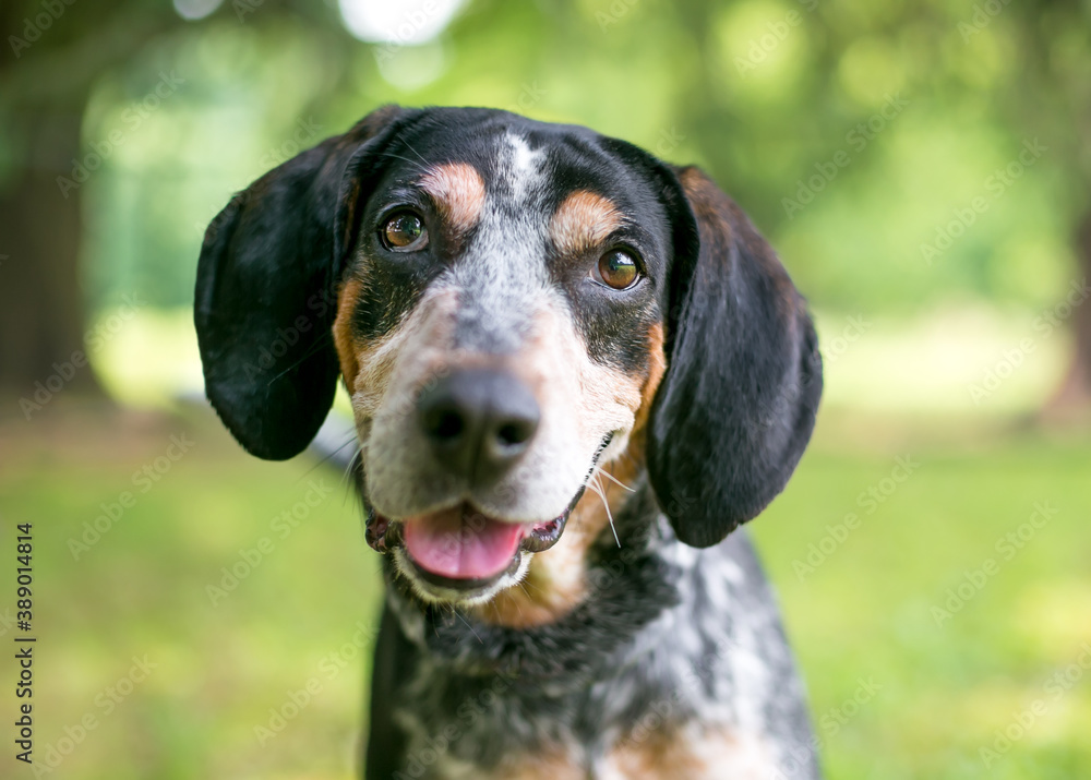 Bluetick Coonhound Dog