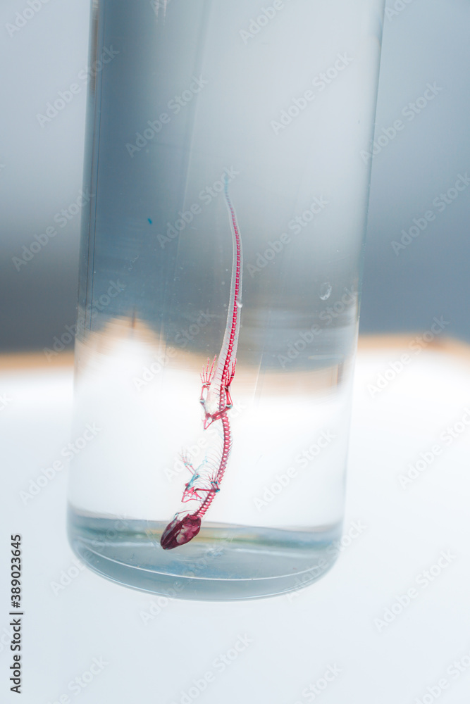 body of a skink preserved by clearing of muscle and staining of bone ...
