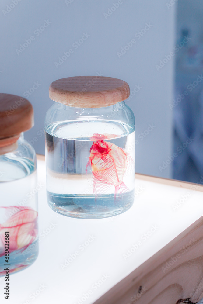 body of a fish preserved by clearing of muscle and staining of bone and ...