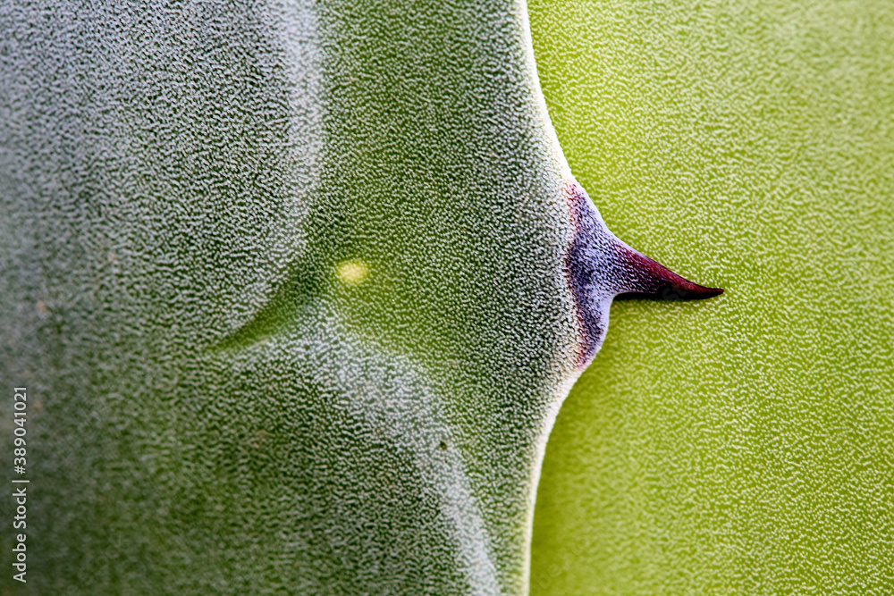 Agave (Pita) Americana, Aloe Plant Agave (Pita) Americana plants and ...