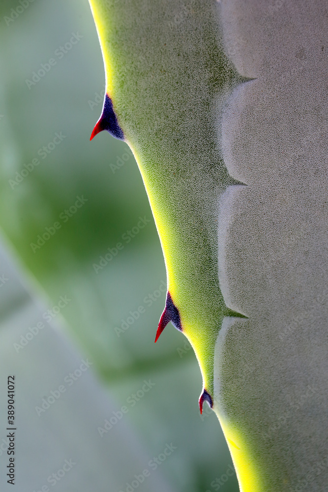 Agave (Pita) Americana, Aloe Plant Agave (Pita) Americana plants and ...