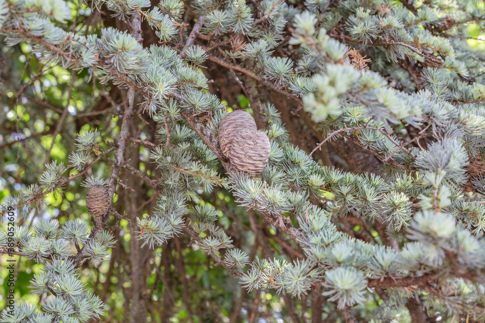 Natural evergreen cedar branches with cones background, texture. Stock ...