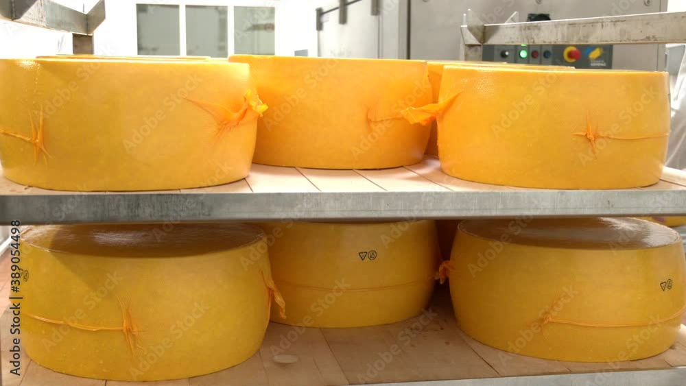 Cheese production workshop in a dairy factory. Yellow cheese production ...