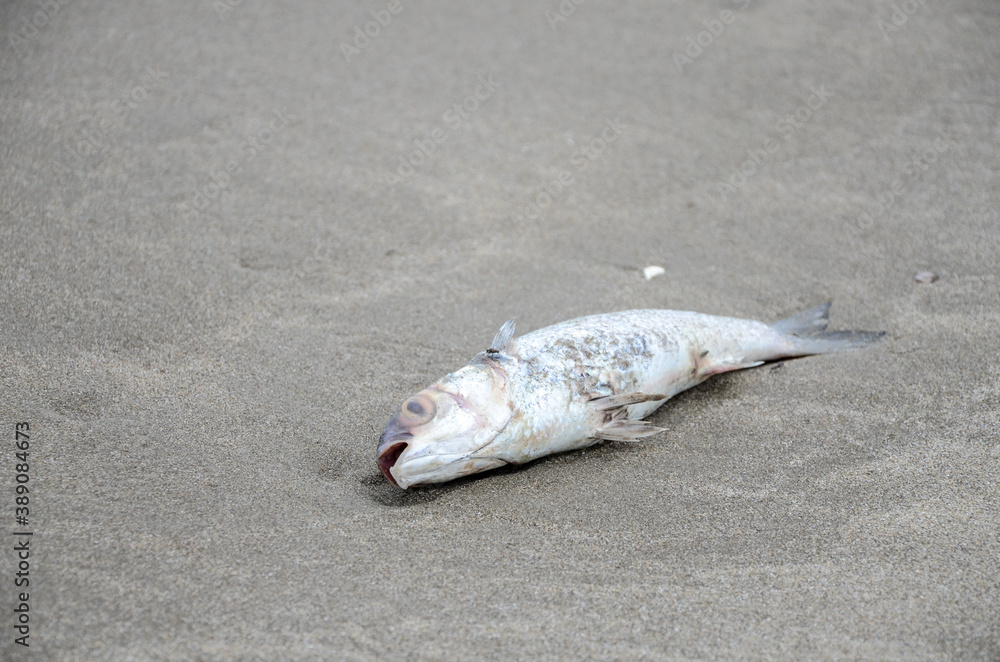 Body of death fish on the beach near sea. Water pollution concept ...