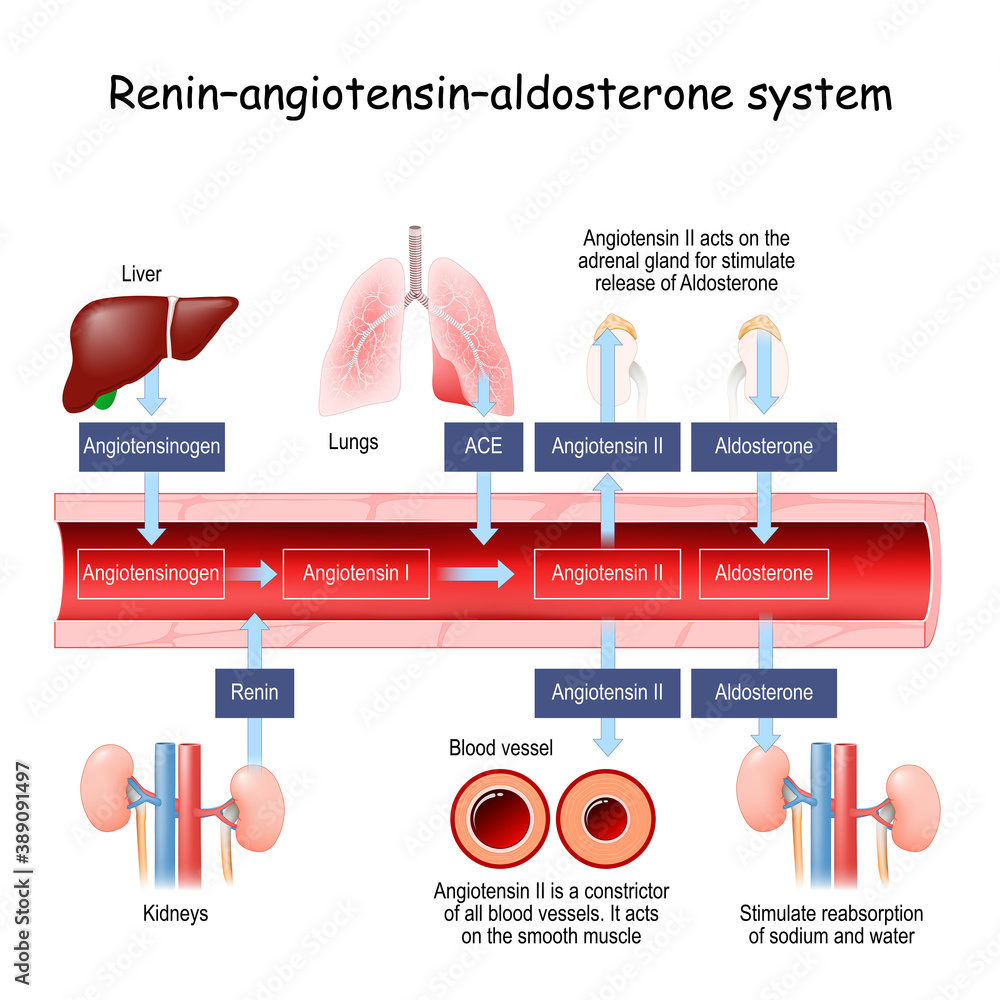 Poster Renin–angiotensin–aldosterone system – Muurposter | Europosters