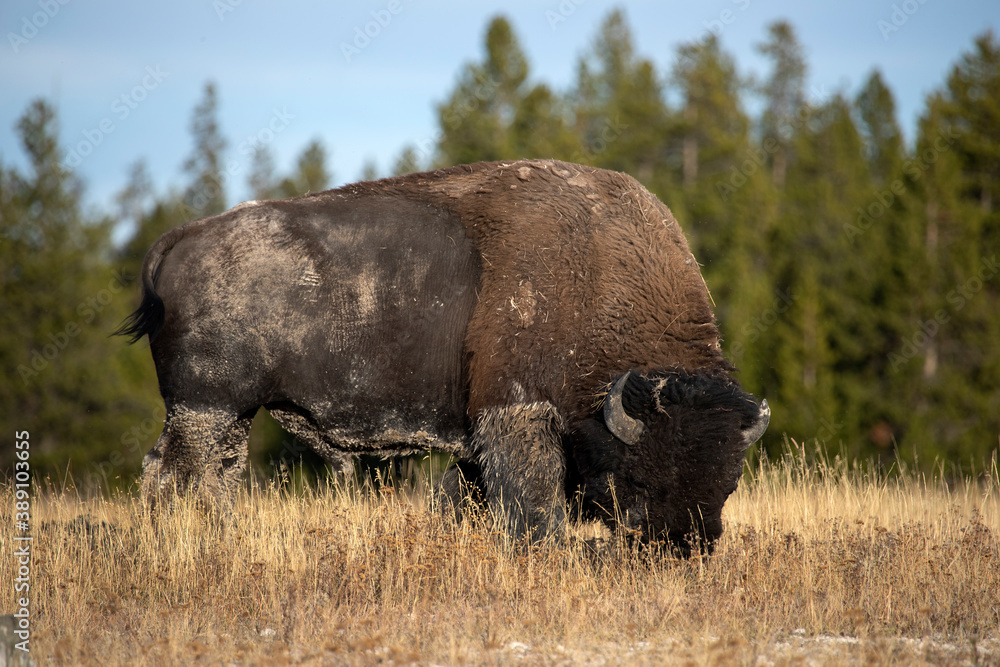 Buffalo bison bull grazing Yellowstone close. Wildlife and animal ...