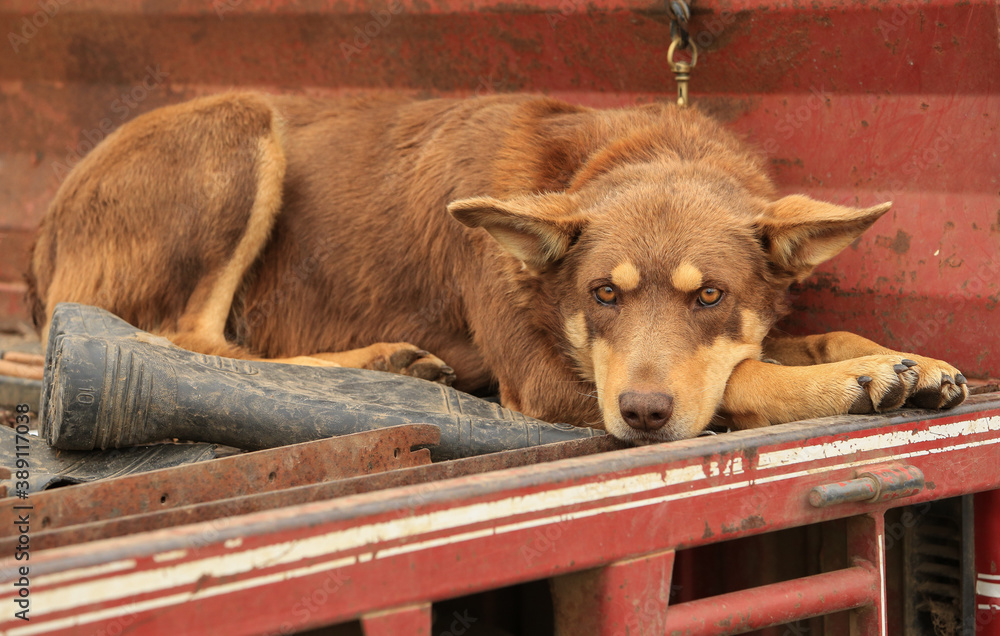Beautiful Kelpie dog (Australian breed of sheep dog) resting next to a ...