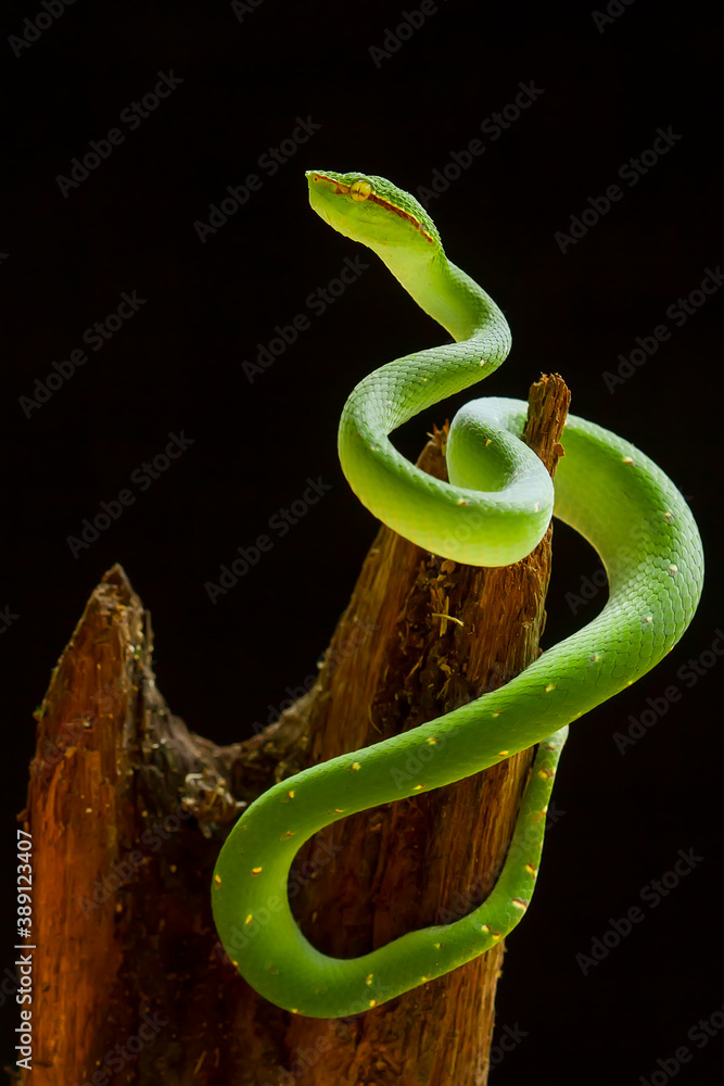 Tropidolaemus subannulatus aka Viper Borneo Snake on Wildlife Stock ...