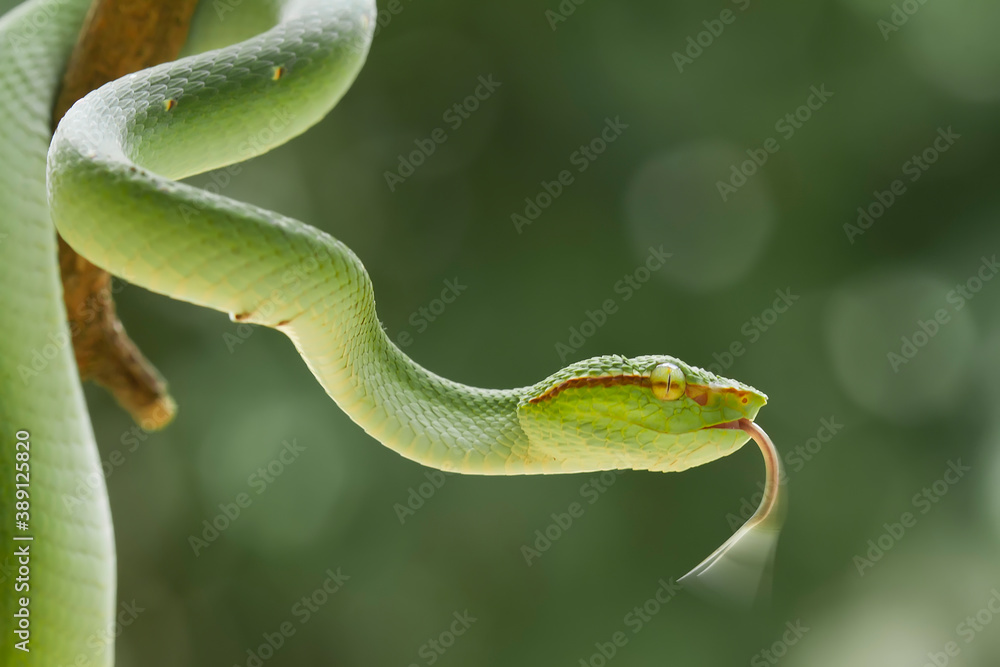 Tropidolaemus subannulatus aka Viper Borneo Snake on Wildlife Stock ...