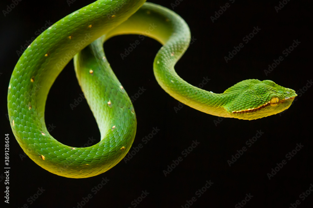 Tropidolaemus subannulatus aka Viper Borneo Snake on Wildlife Stock ...