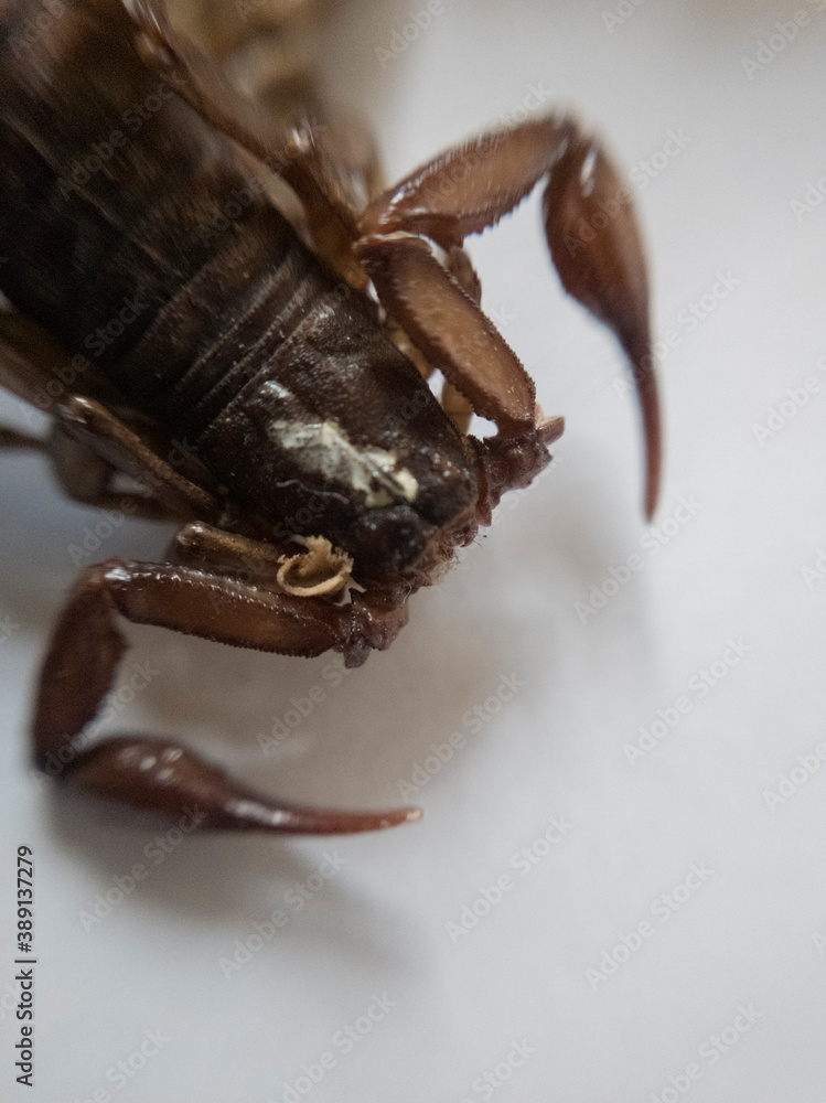 A close up of the face of a scorpion with very clear eyes and mouth on ...