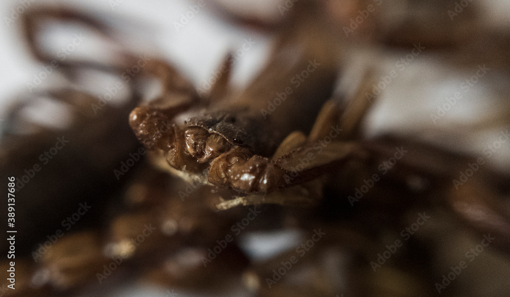 A close up of the face of a scorpion with very clear eyes and mouth on ...