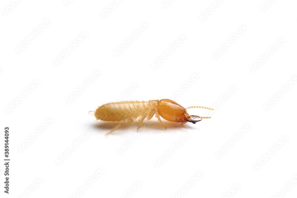 The Small termite on white background. Side view of the Termites ...