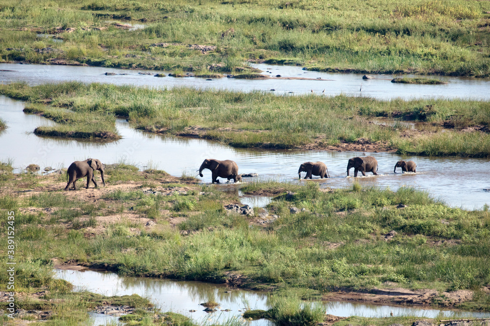 Elephant crossing the Olifants river, Kruger National Park, South ...