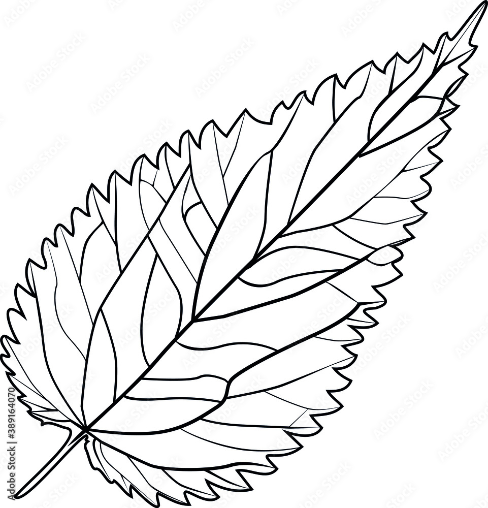 Nettle leaf with veins, contour with veins, Botanical drawing Stock ...