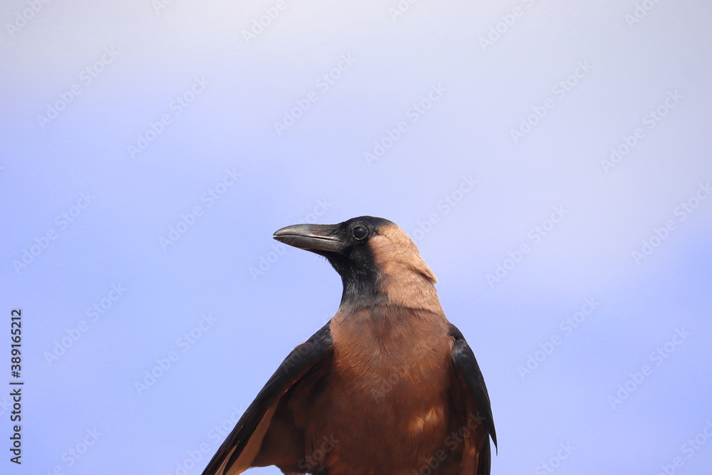 Frontal photography in which a crow enjoys nature in the open Stock ...