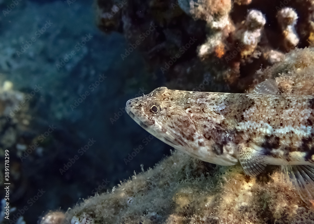 Common lizardfish, belongs to the family Synodontidae, scientific name ...