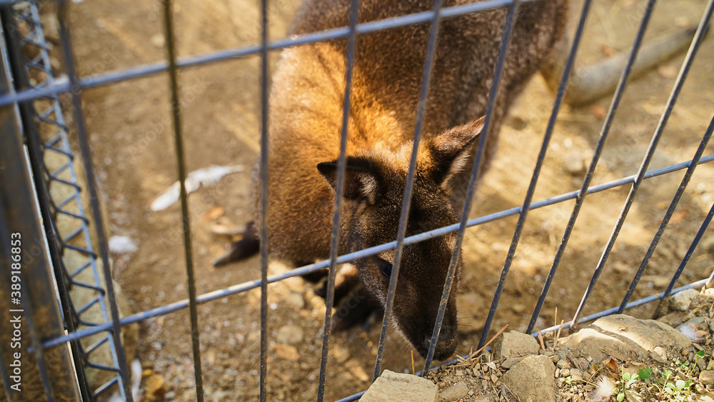 Sad kangaroo behind bars. Sad eyes of an animal in captivity, concept ...
