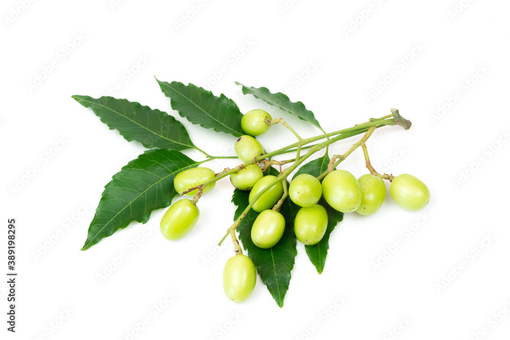 Fresh Neem fruit on neem green leaf isolated on white background. Stock ...