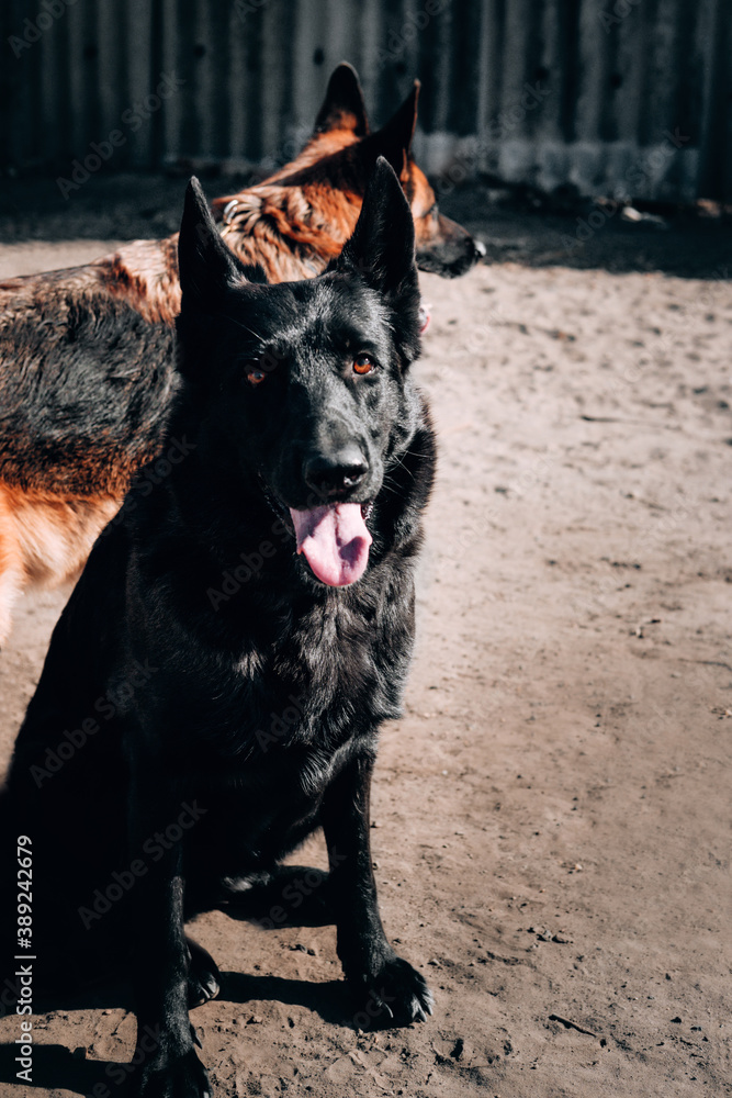 German Shepherd Brown And Black