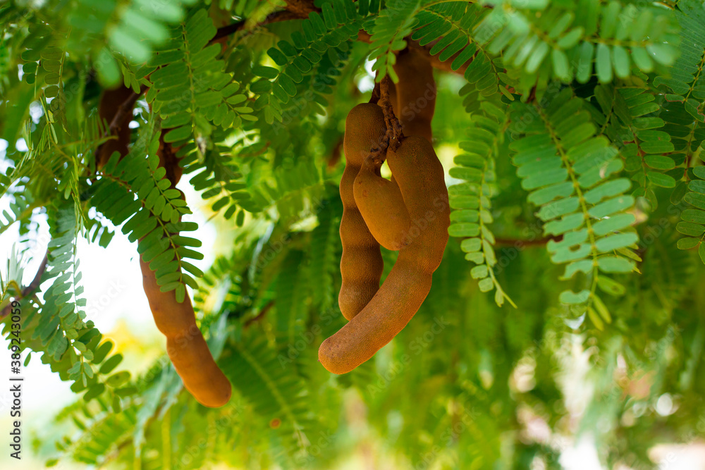 Sweet tamarind and leaf on the tree. Raw tamarind fruit Sweet tamarind ...