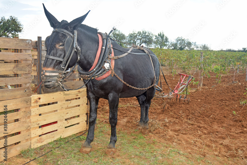 Animal : bardot attelé à une charrue pour labourer entre les rangs de ...