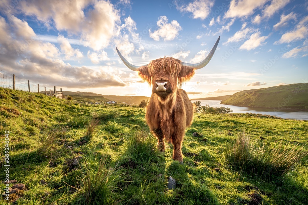 Highland cow backlit in sunset closeup with backdrop. Scotland. looking ...