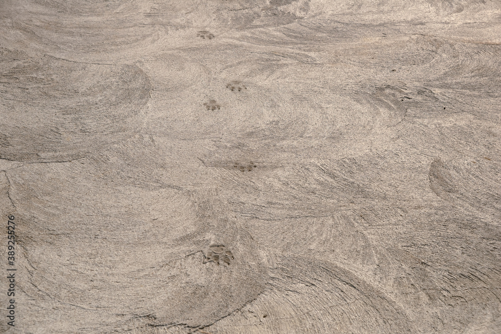 Rough concrete surface with circular trowel marks and dog prints Stock ...