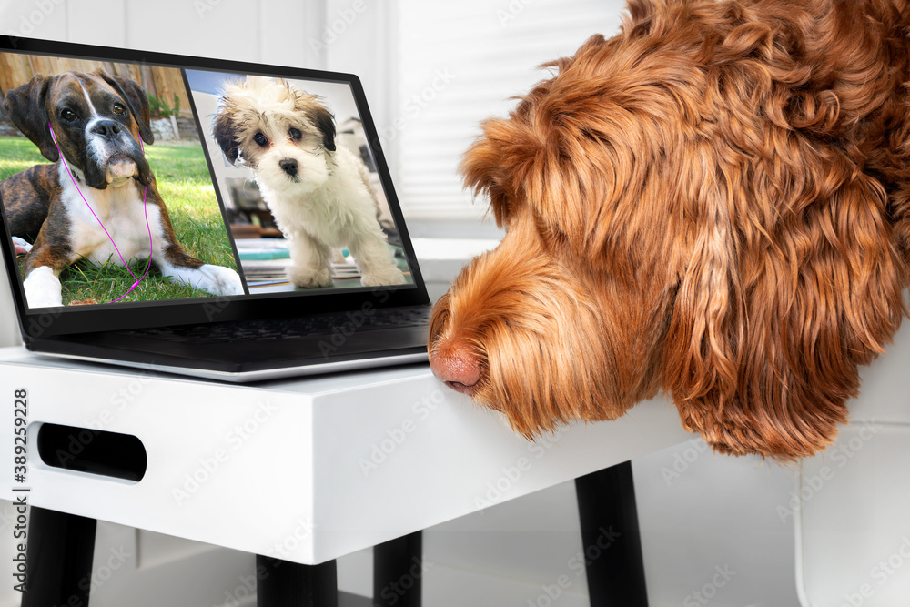 Labradoodle dog talking to two dog friends in video conference. Group ...