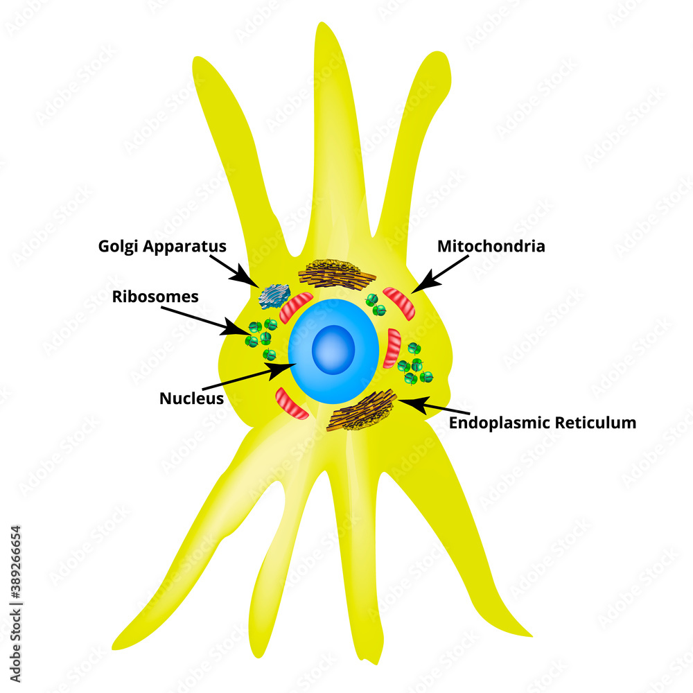 Fibroblast structure. Fibroblast cell. Vector illustration on isolated ...