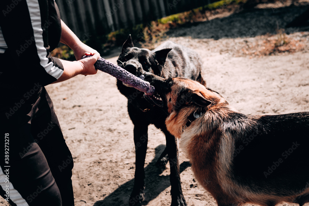 Two dogs play and walk in the fresh air on the dog Playground. Two ...