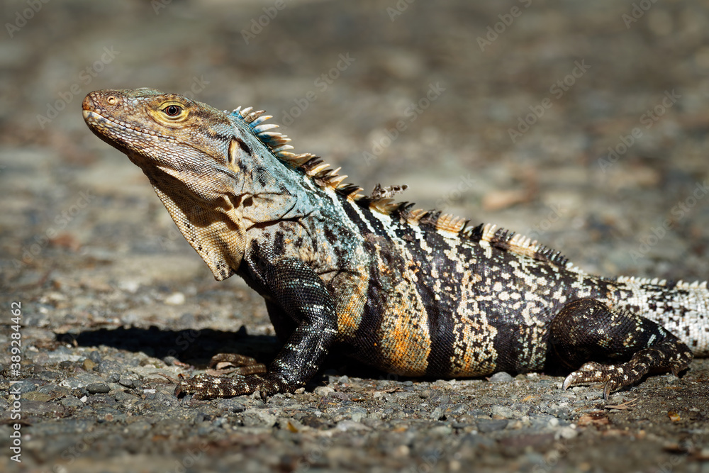 Ctenosaura similis, known as black spiny-tailed iguana, black iguana or ...