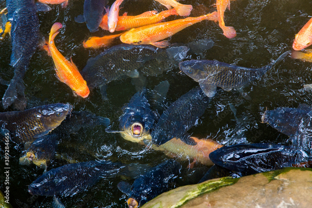 Pond in China with goldfish or Golden carp Japanese name-koi fish ...