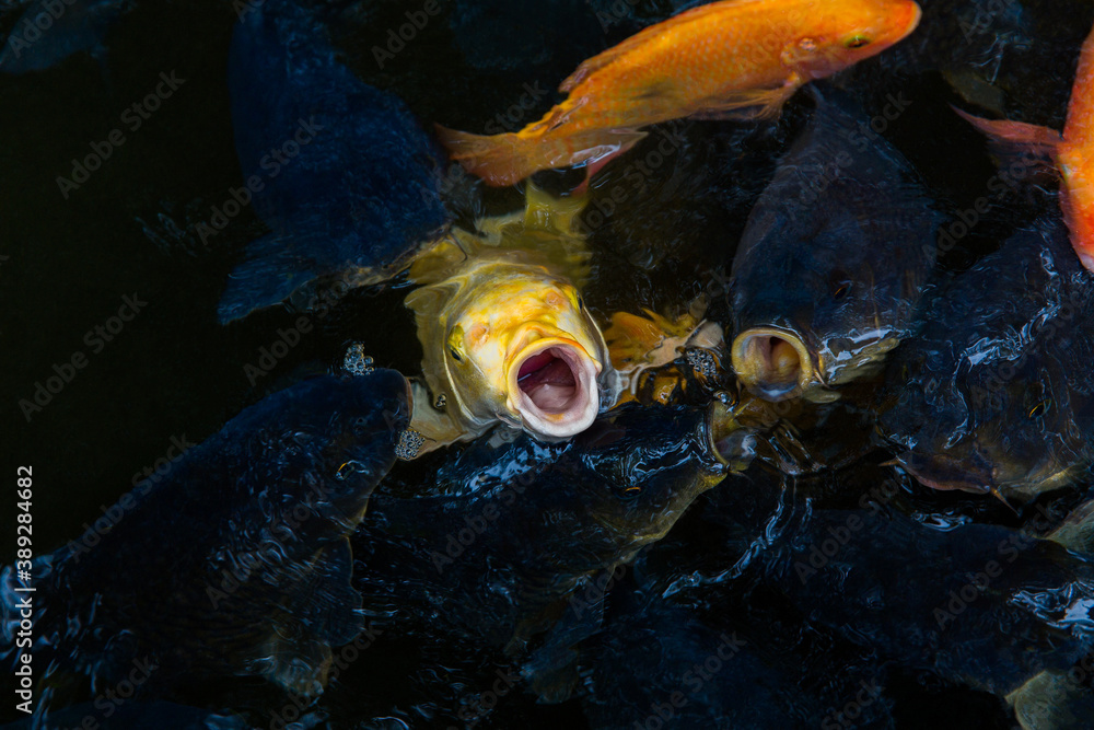 Pond in China with goldfish or Golden carp Japanese name-koi fish ...