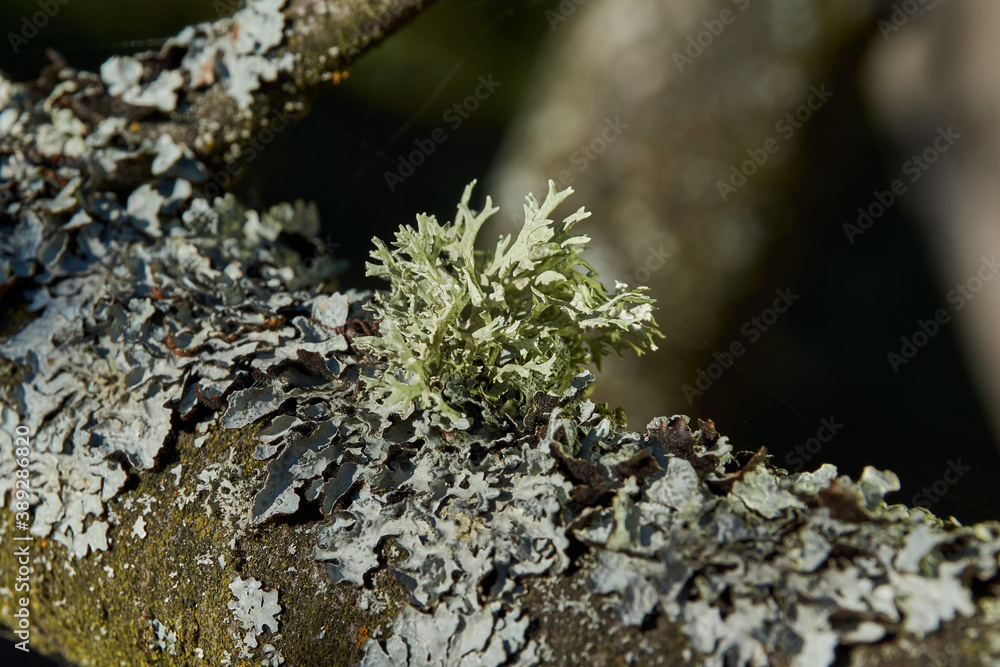 Parmelia sulcata (lat. Parmelia sulcata.) - type of lichen genus ...