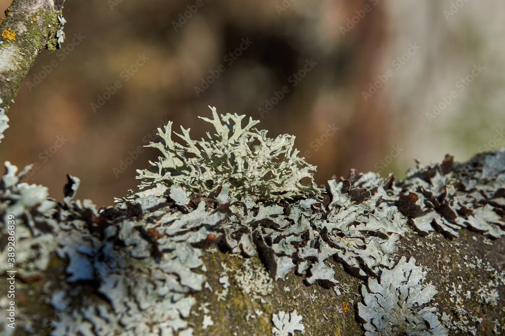 Parmelia sulcata (lat. Parmelia sulcata.) - type of lichen genus ...