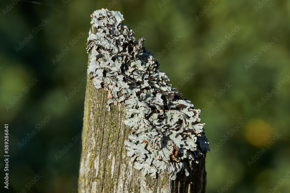 Parmelia sulcata (lat. Parmelia sulcata.) - type of lichen genus ...