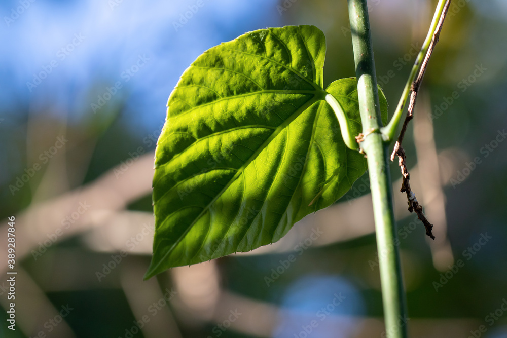 The details of the structure of a leaf on a tree being revealed by the ...