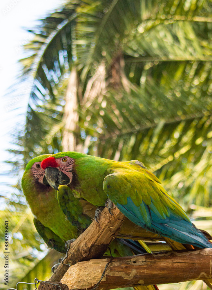 Guacamaya tricolor Stock Photo | Adobe Stock
