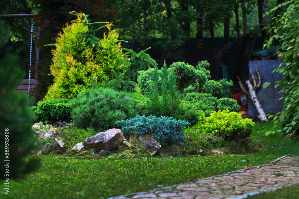 Cossack juniper ( lat. Juniperus sabina). Shearing of the juniper with ...