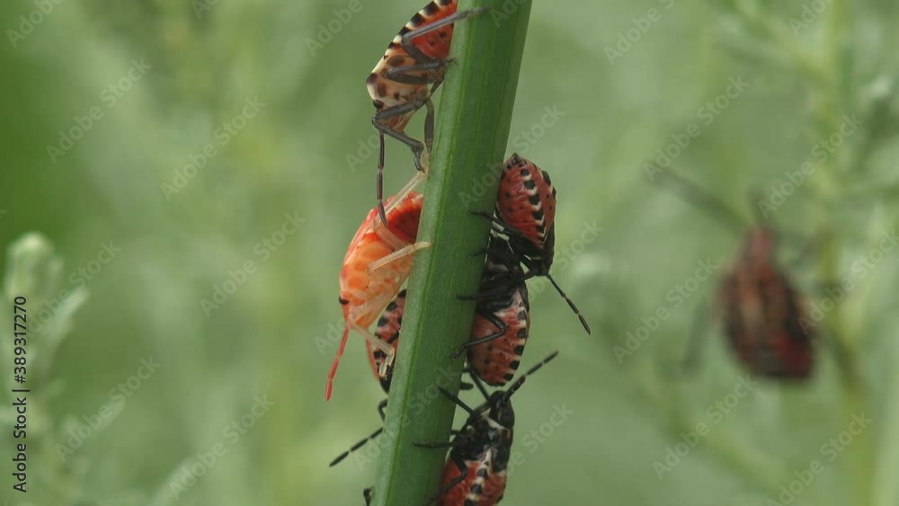 Stockvideo Colony Instars Brown marmorated stink bug, Halyomorpha halys ...