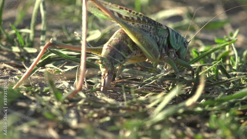 Video Stock Grey Bush crickets, Phylum Arthropoda, uses its ovipositor ...