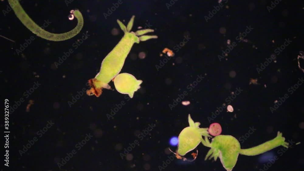 Hydra is a genus of small, fresh-water animals of the phylum Cnidaria ...