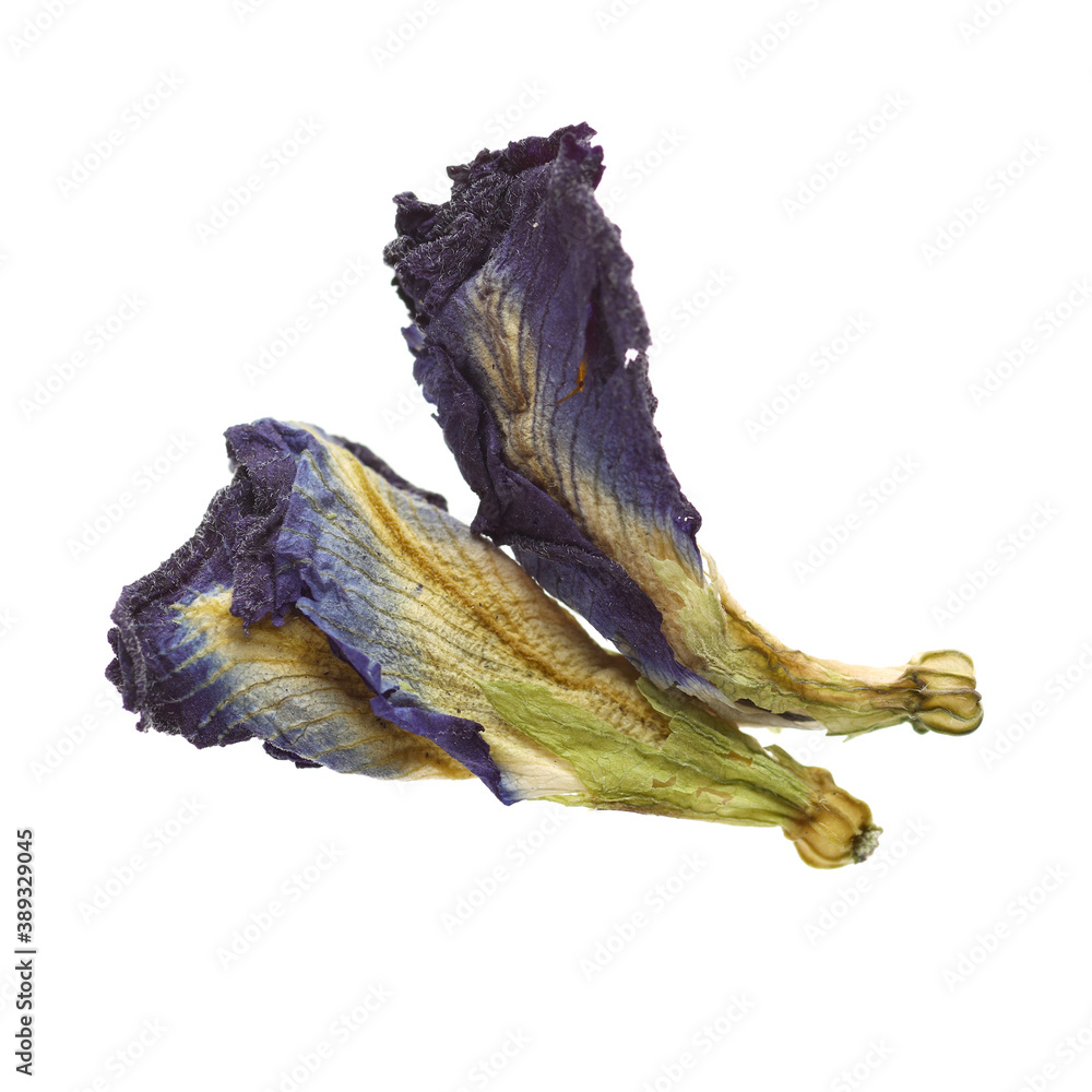 Asian pigeonwings, Clitoria Ternatea Linn. Butterfly Pea on white ...