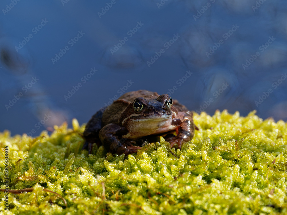 Moorfrosch, Rana arvalis Stock Photo | Adobe Stock