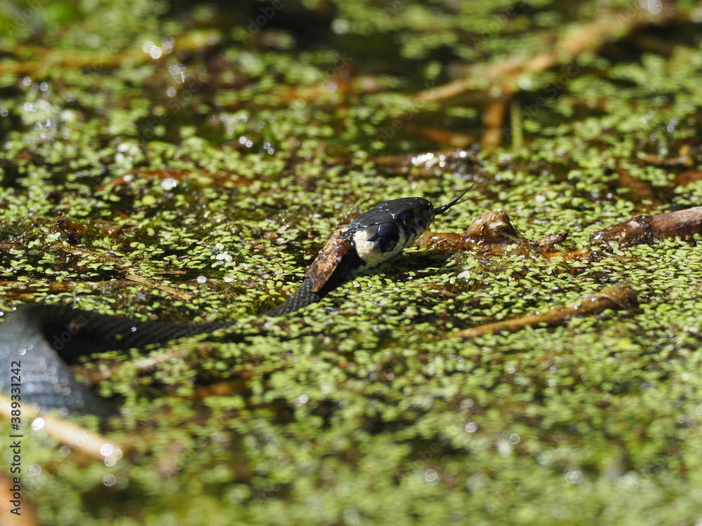 Ringelnatter, Natrix natrix Stock Photo | Adobe Stock