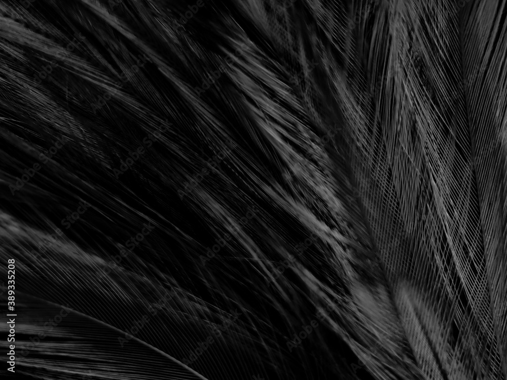 Beautiful abstract black feathers on dark background, gray feather ...