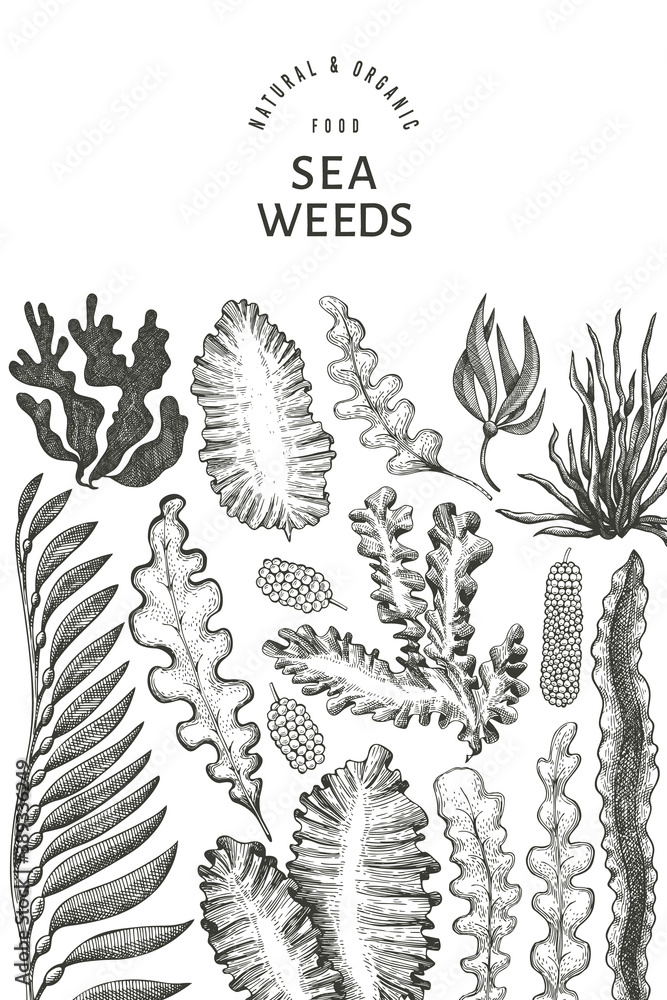 Seaweed design template. Hand drawn vector seaweeds illustration ...