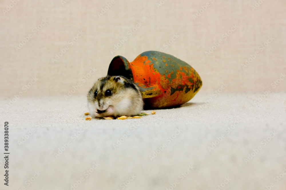 small dwarf hamster, very cute fluffy cub eating, near the house, on a ...