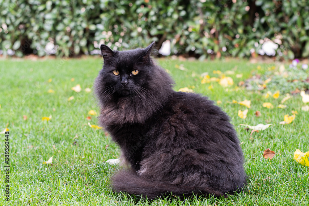 Schwarze Katze sitzend im Rasen im Garten und schaut geradeaus Stock ...